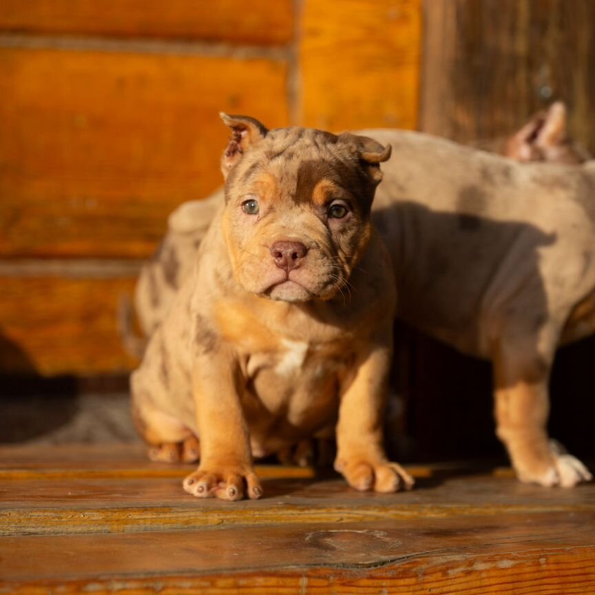 Девочки булли в любимцы