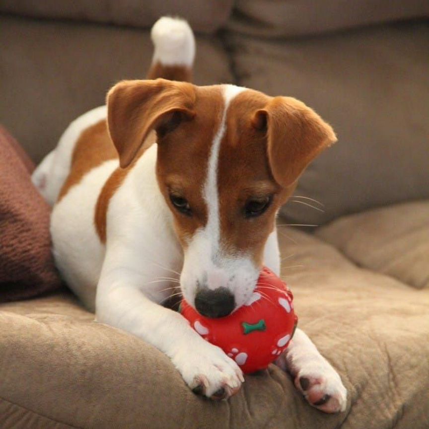 Щенок Джек рассел терьер