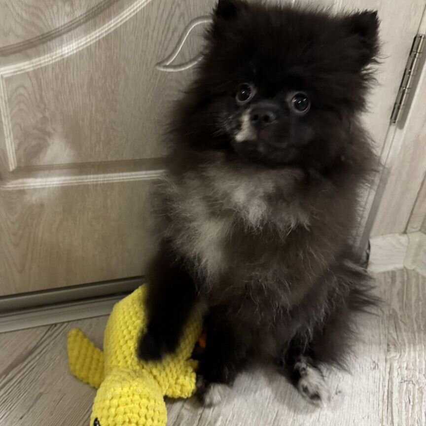 Померанский шпиц, щенок