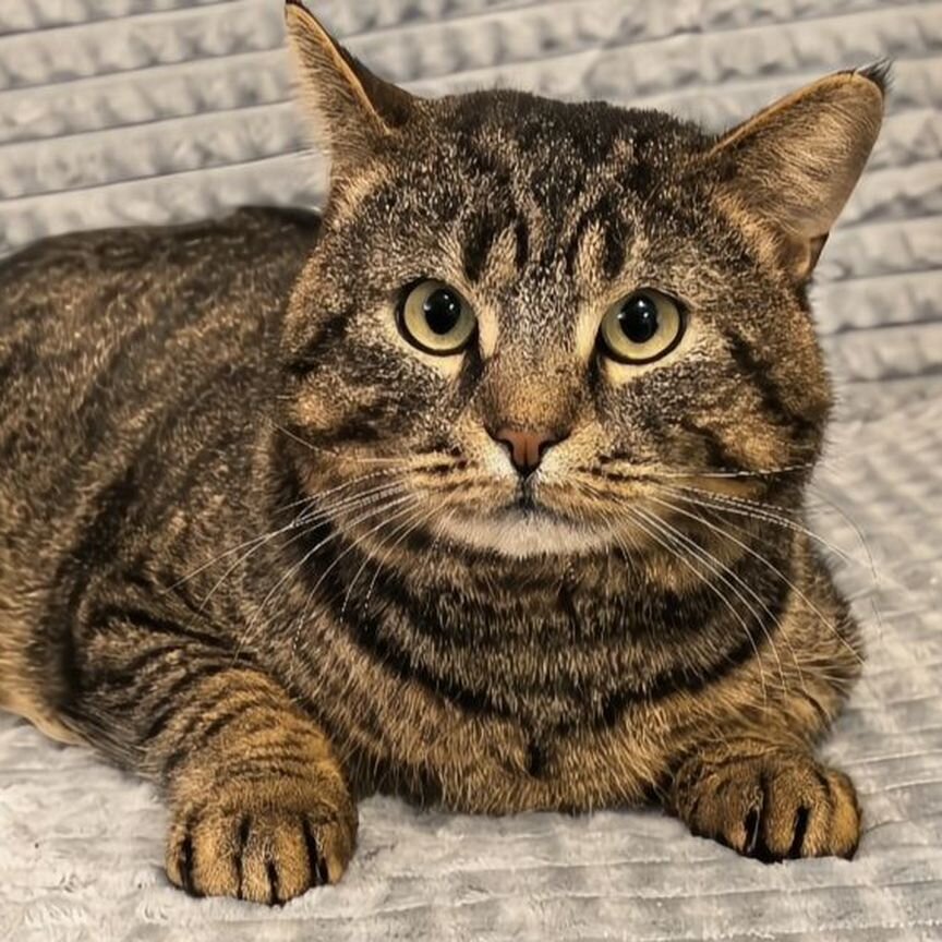 Американский жесткошёрстный, взрослый кот