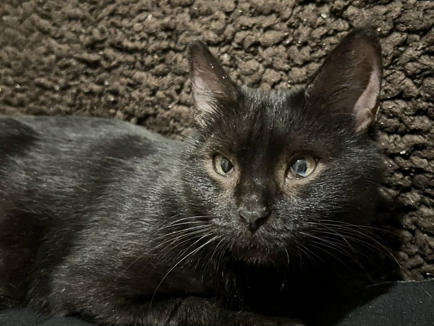 Кошка пантера черная в хорошие руки