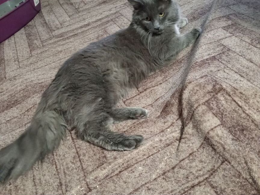 Мэйн кун и русская голубая