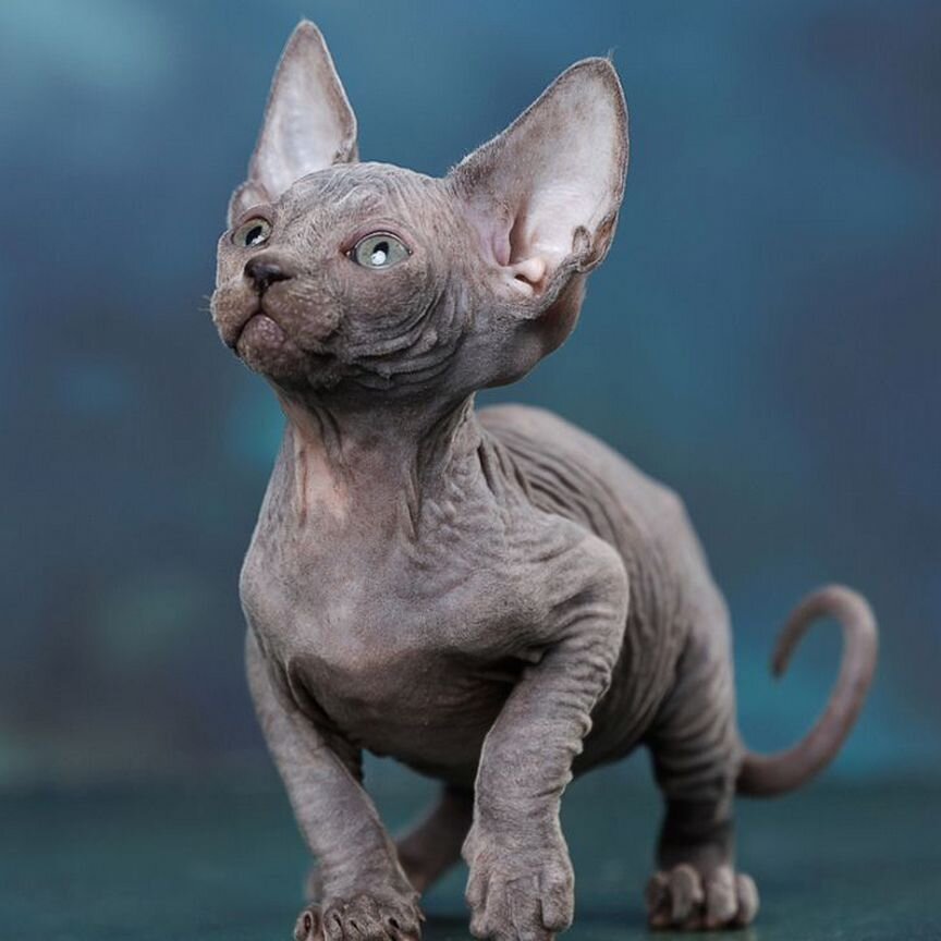 Канадский сфинкс котёнок