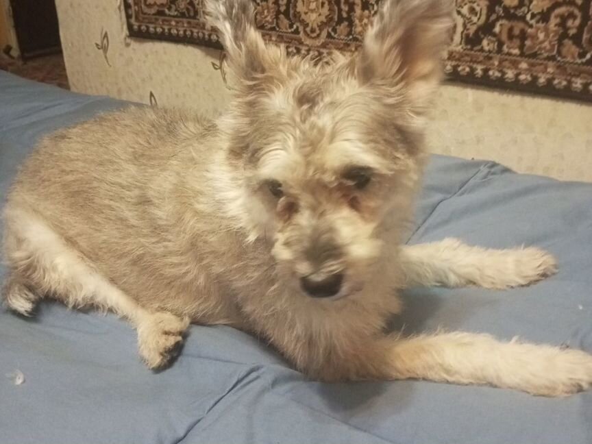 Отдам в добрые руки маленькую собачку