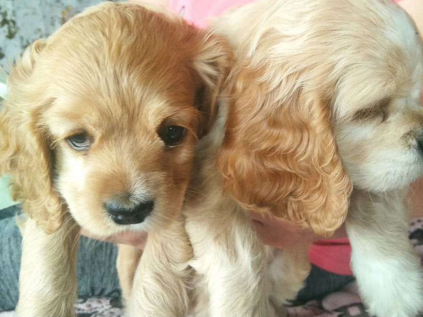 Кокер спаниель