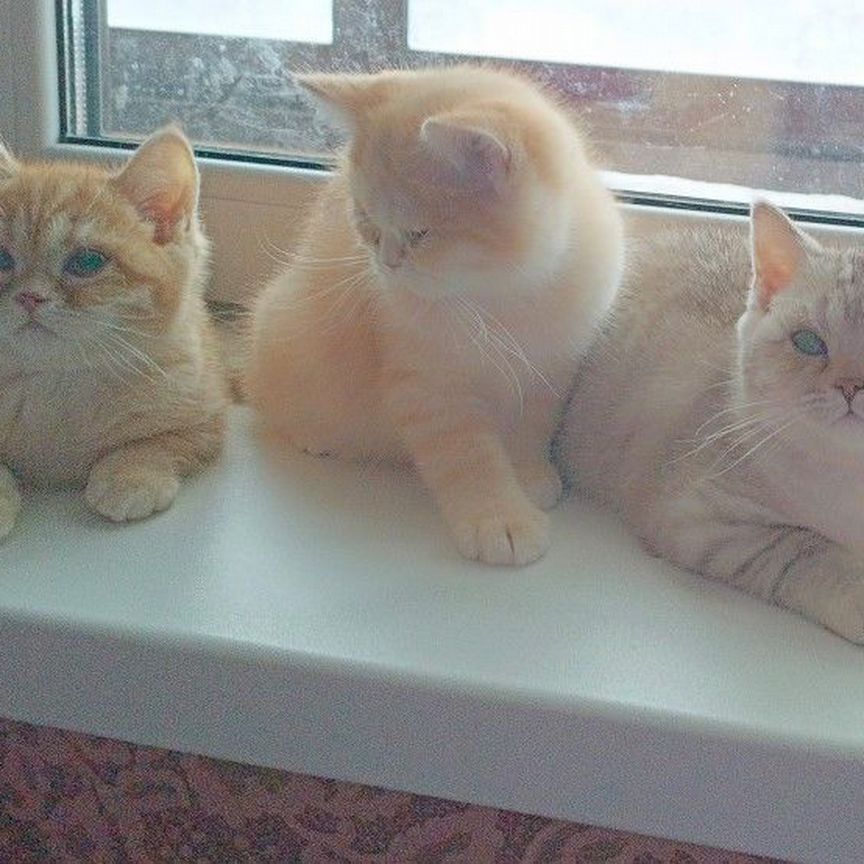 Британские и Шотландские котята, коты и кошки