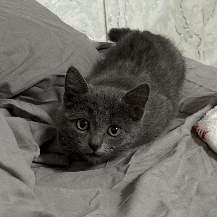 Русский голубой котёнок