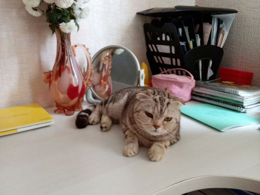 Отдам кошку вислоухую шотландскую кошечку