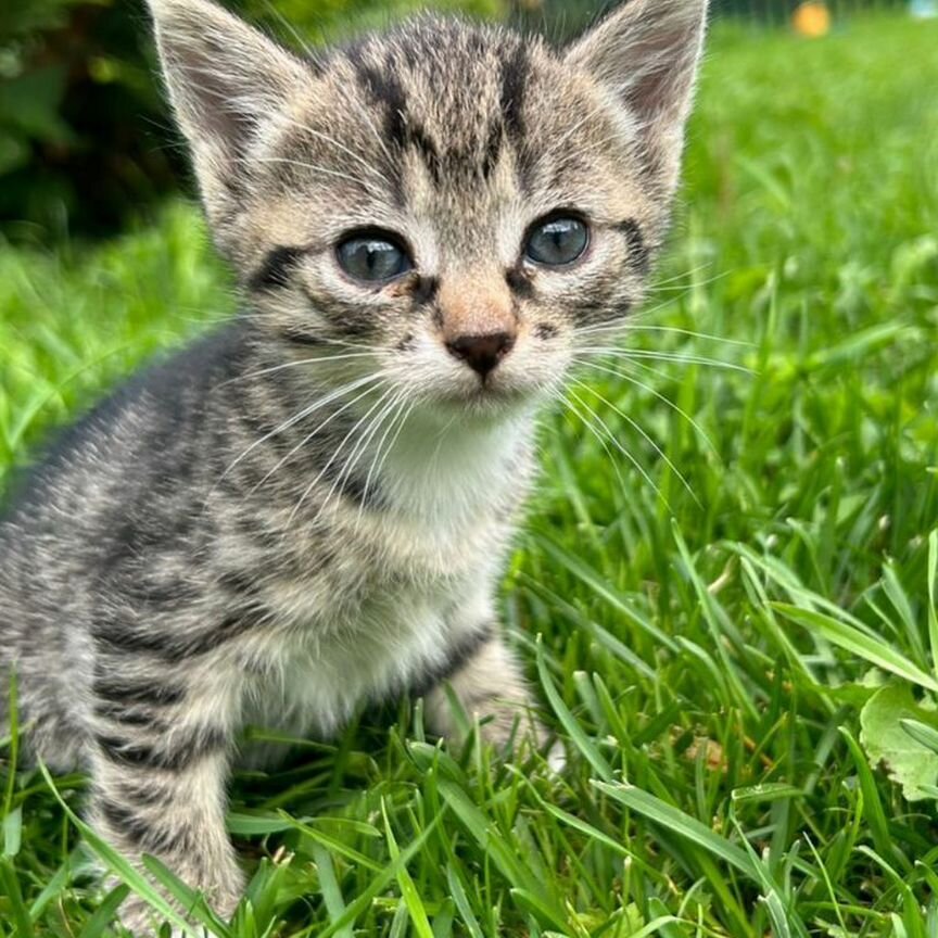 Котята в добрые руки бесплатно москва