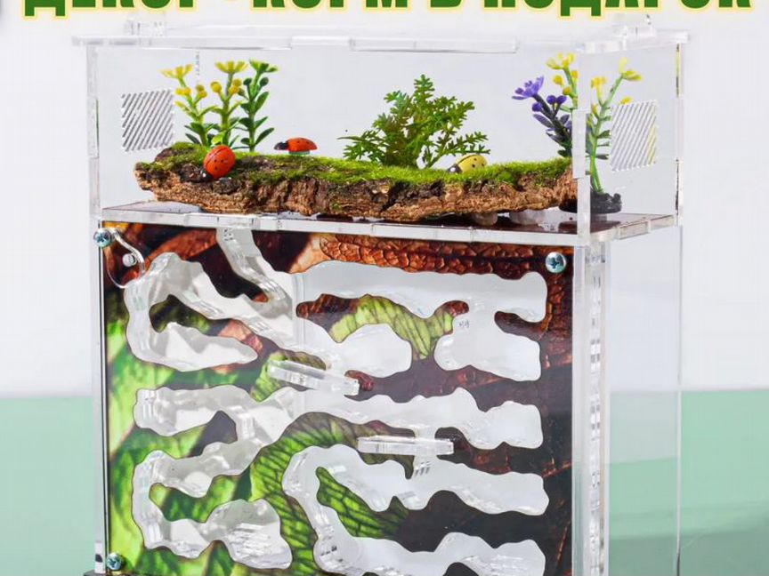 Муравьиная ферма, формикарий