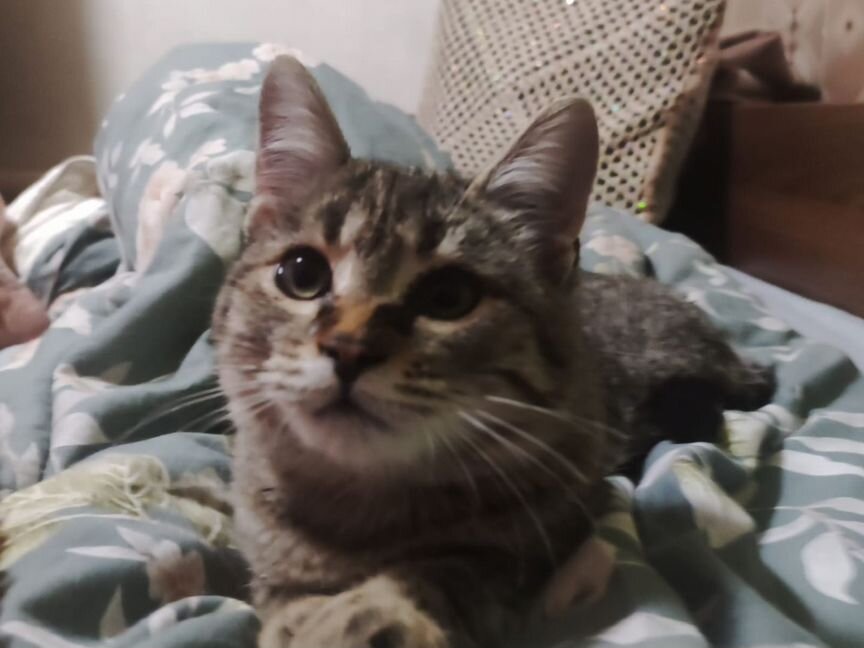 Отдам Фросю