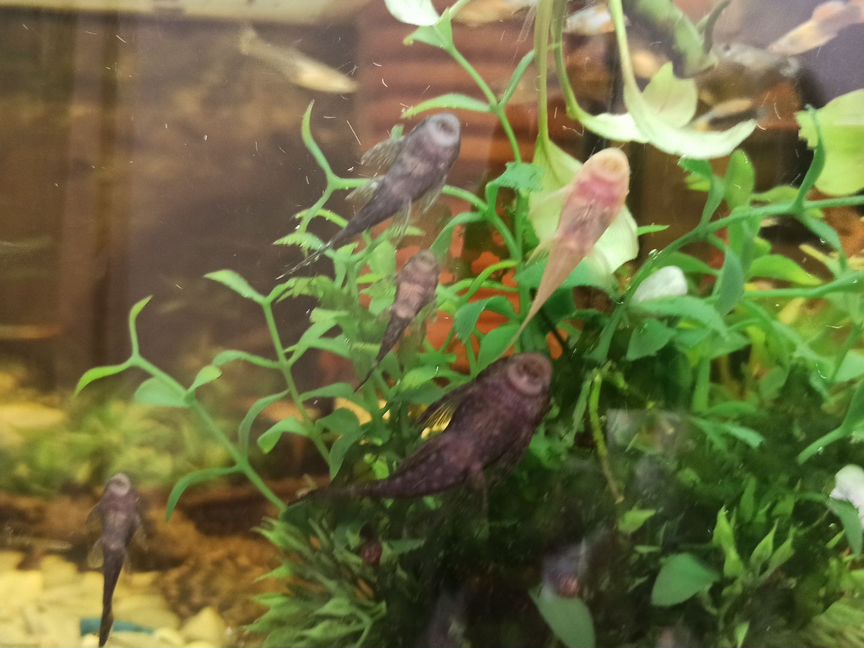 Рыба-присоска анциструс