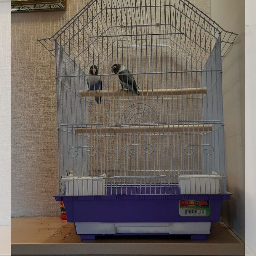 Попугаи неразлучники