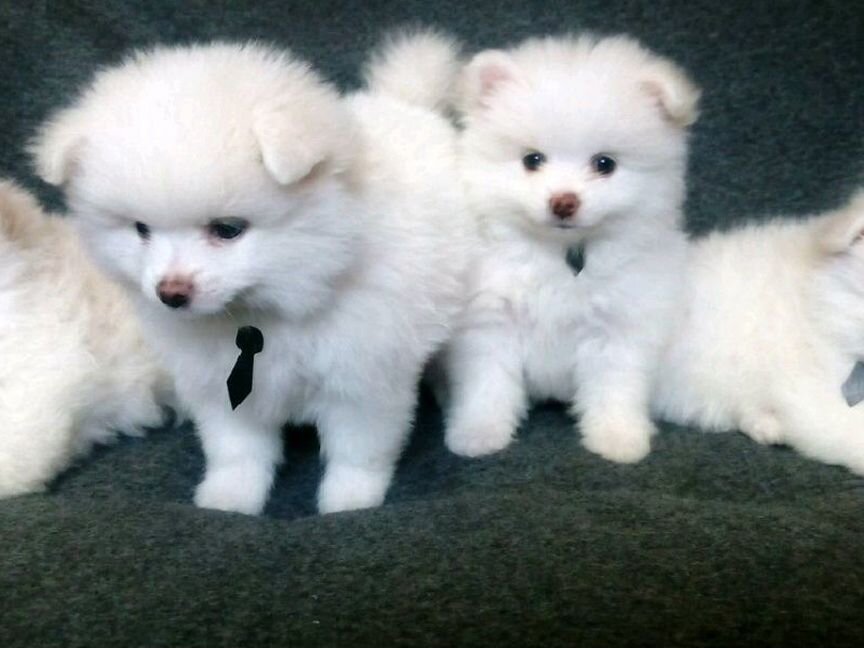 Продаю щенков немецкого шпица