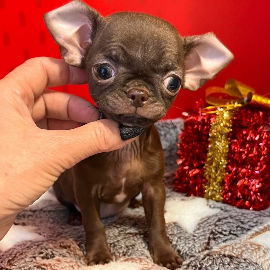 Чихуахуа малыш