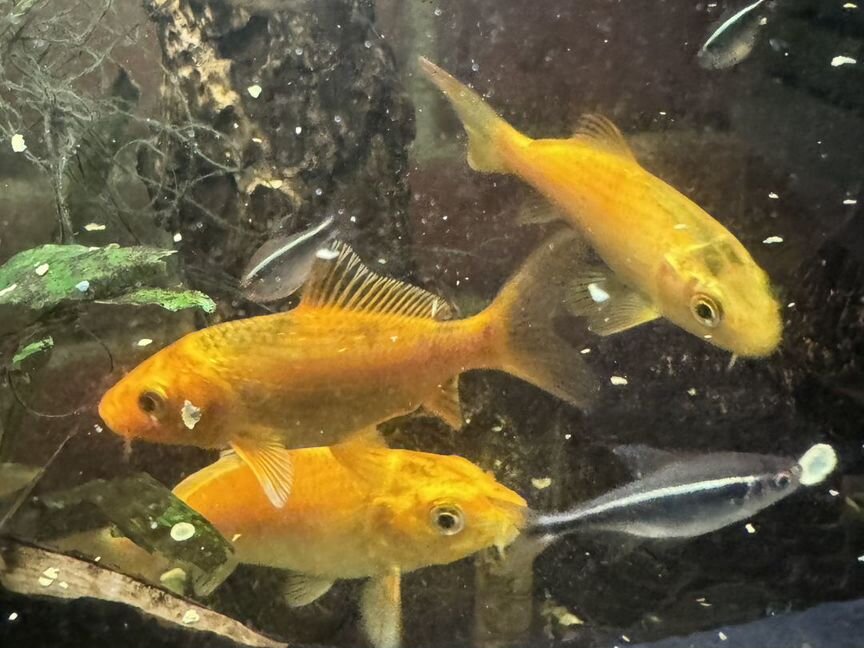 Золотой карп