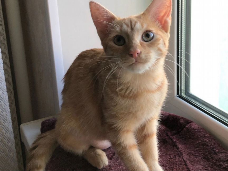 Кошка Алиска