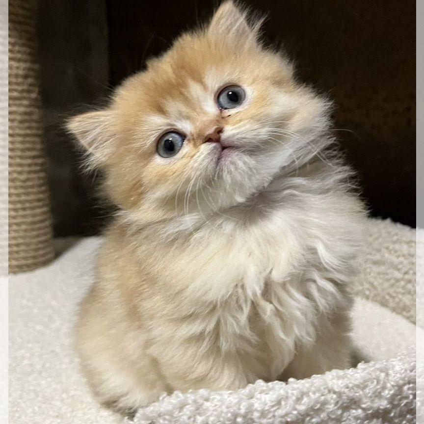 Шотландский прямоухий короткошёрстный котёнок