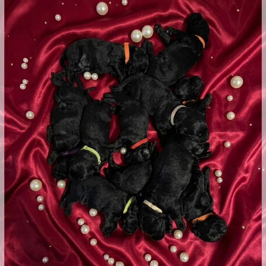 Русский черный терьер, щенок