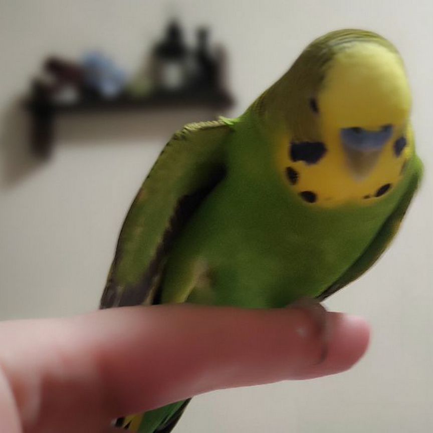 На брони. Волнистый попугай ручной