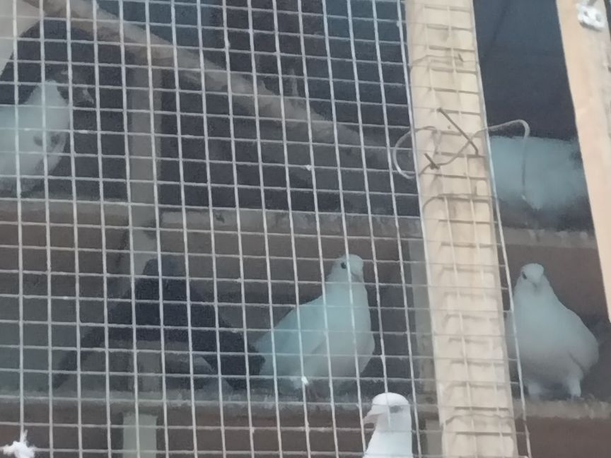 Бакинский голуби