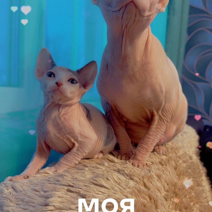 Кошка сфинкс