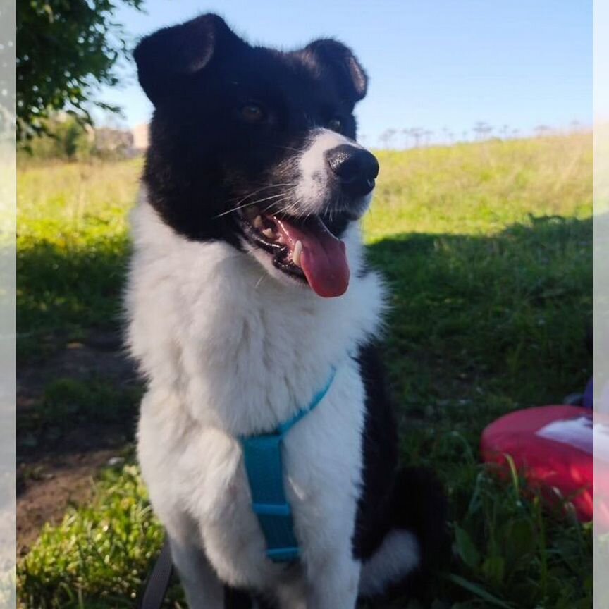 Самый ласковый пес ищет дом