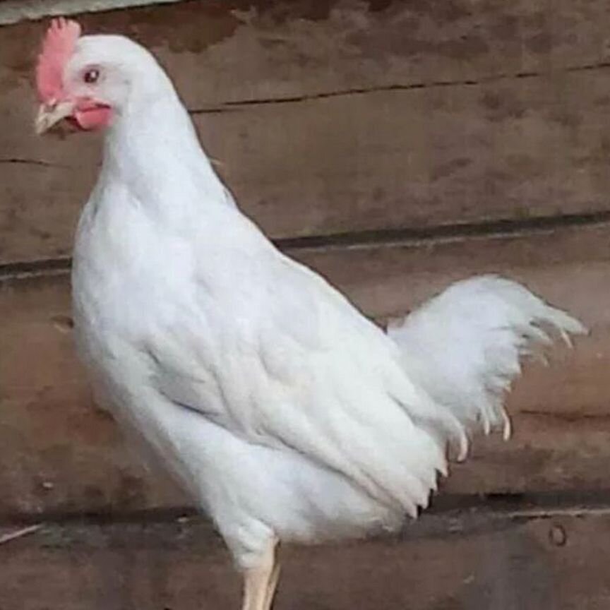 Молодые петухи