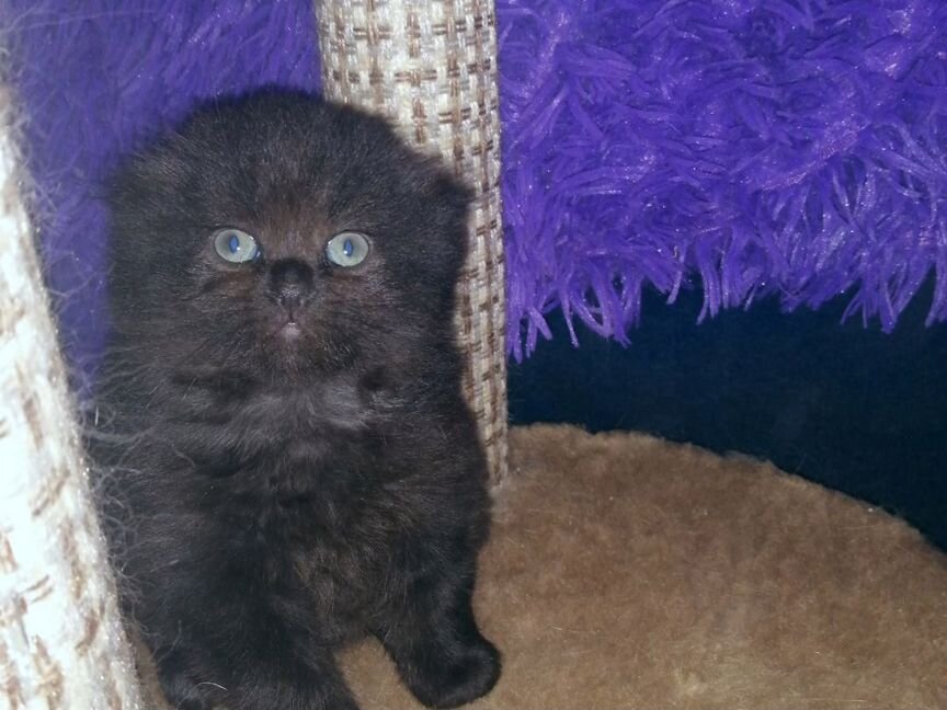 Шотландские котята фолд