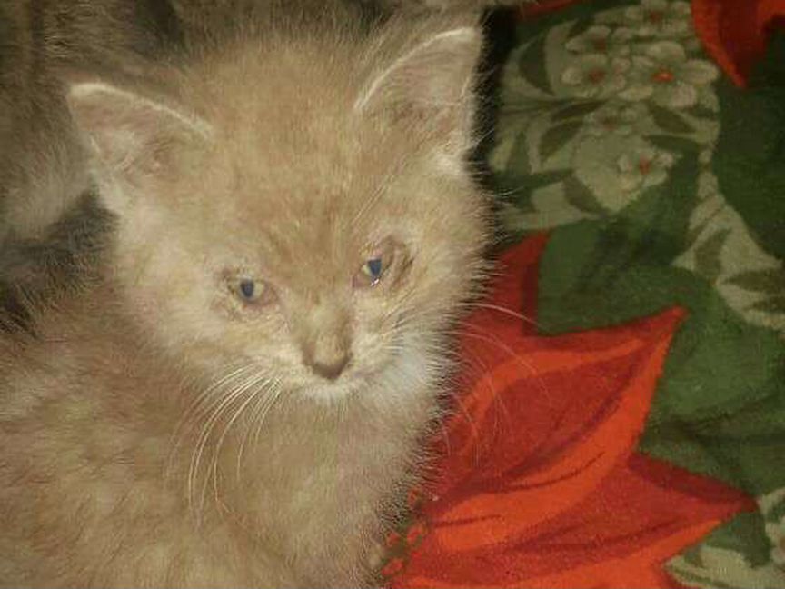 Спасите маленькую жизнь