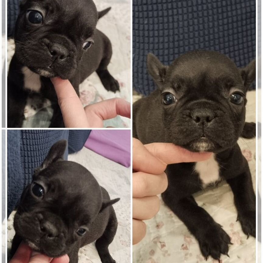 Французский бульдог, щенок