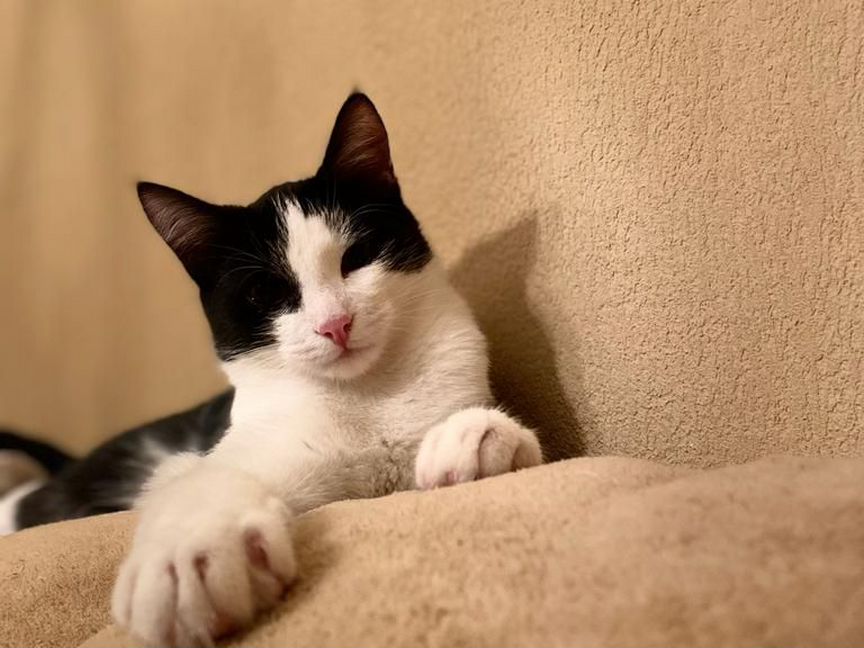 Котенок Саня неповторимый, узнайте про него