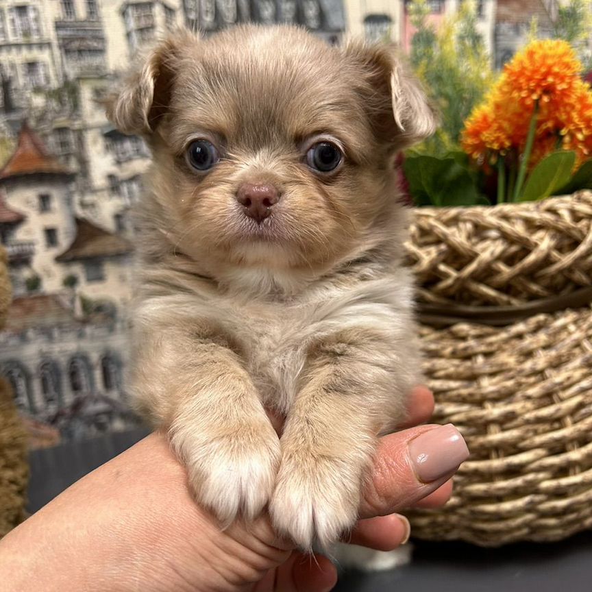 Мальчонок мышонок