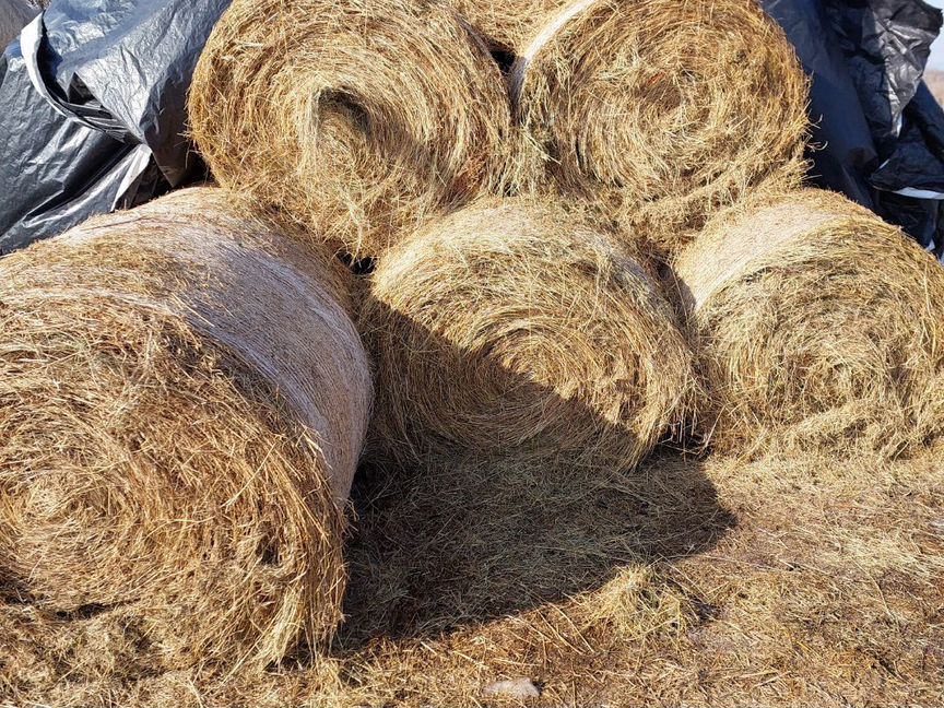 Продам сено в рулонах