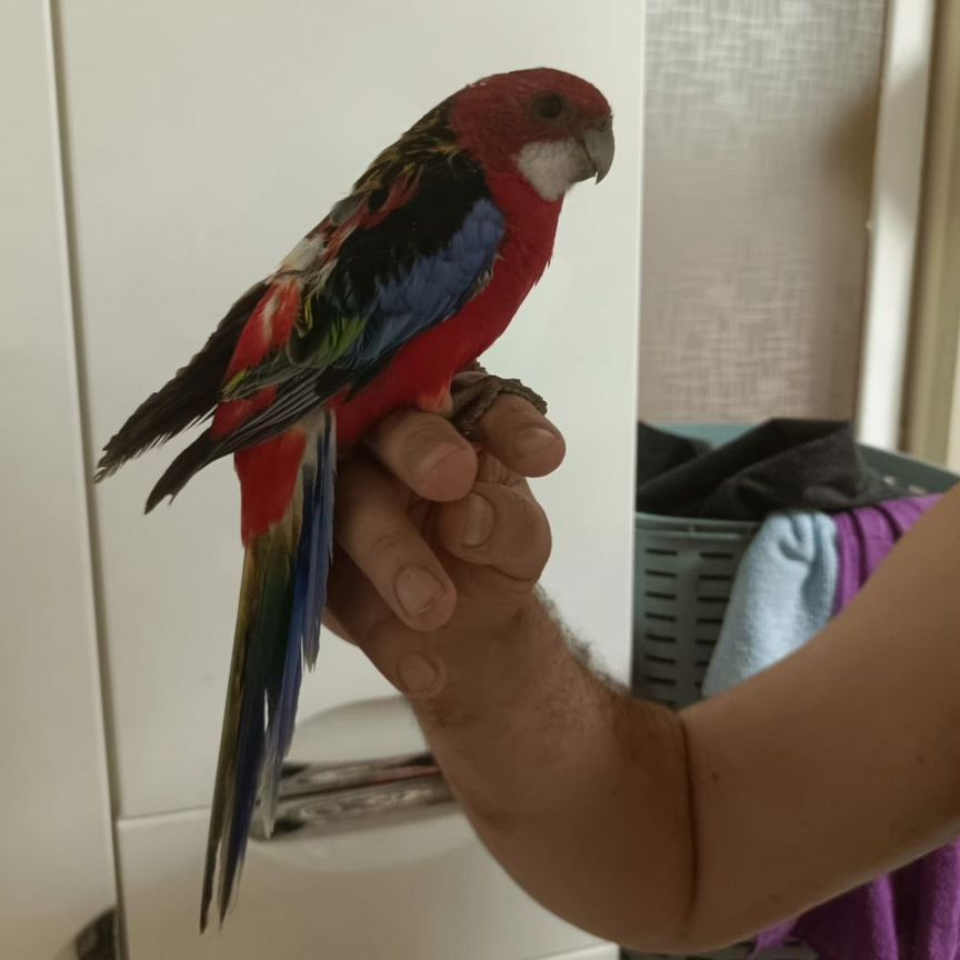 Попугай розелла малыши