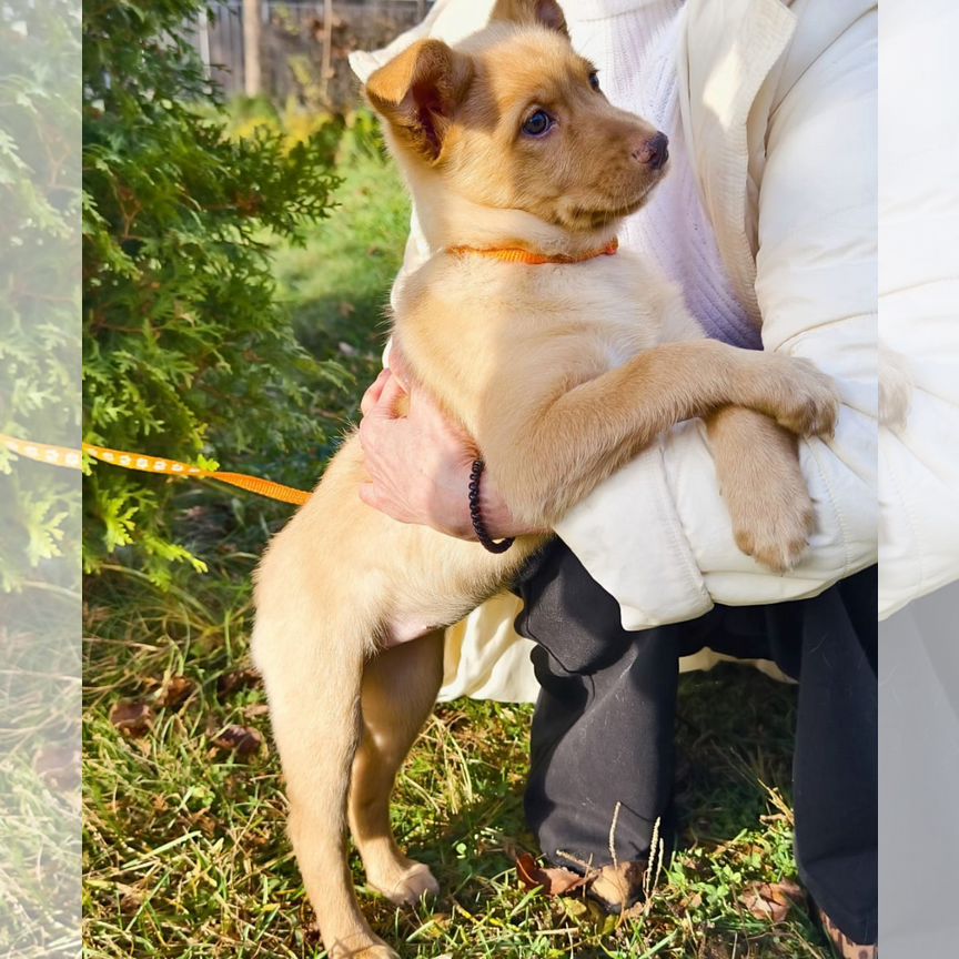 Щенок в добрые руки