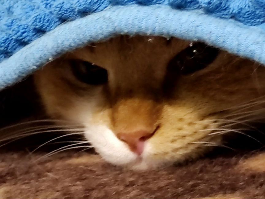 Котик кастрирован