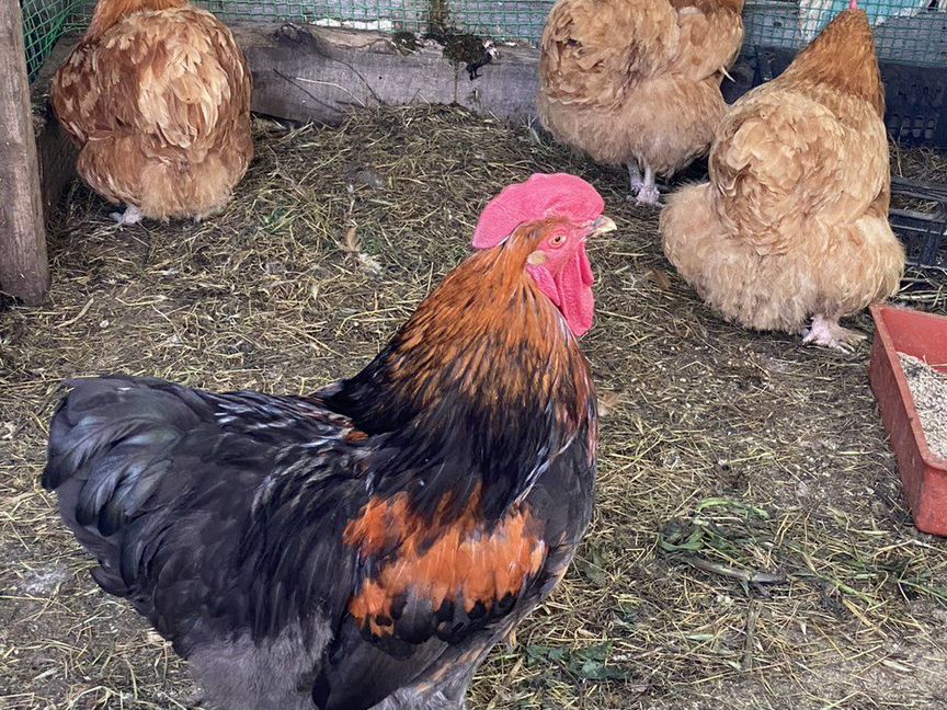 Куры Орпингтон