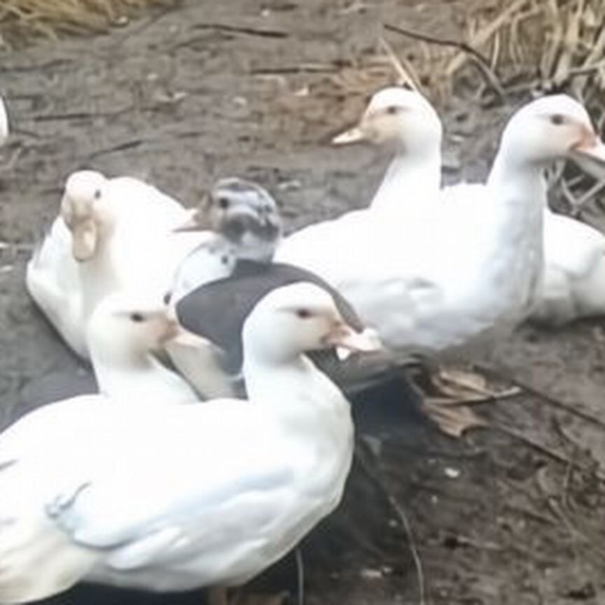 Индоутка мускусная утка