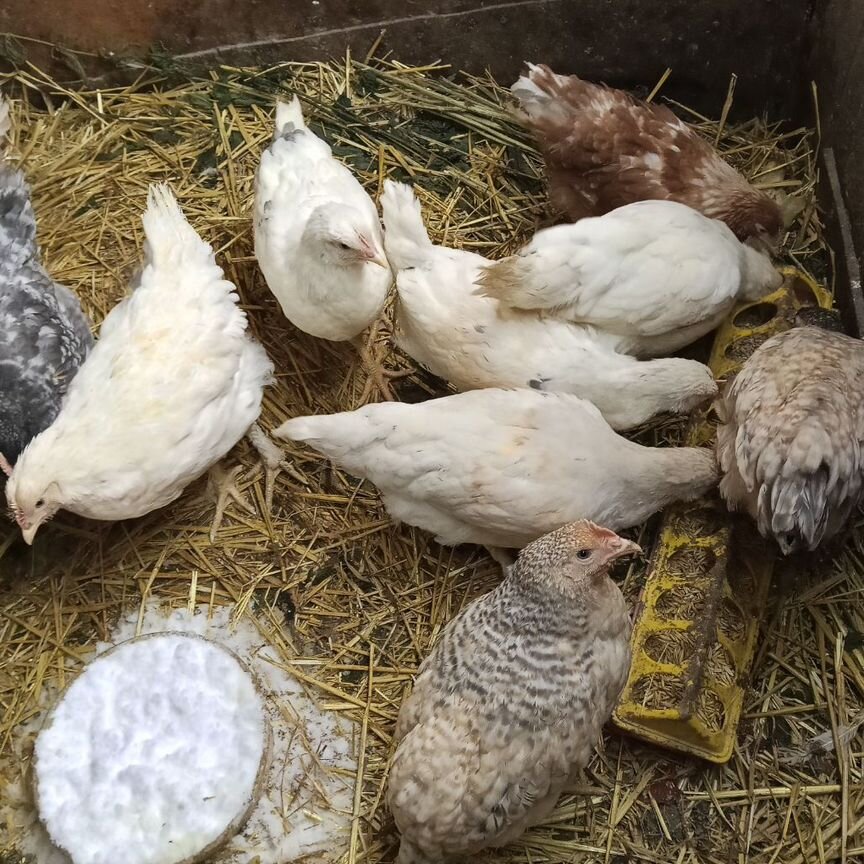 Цыплята несушки 2 месяца