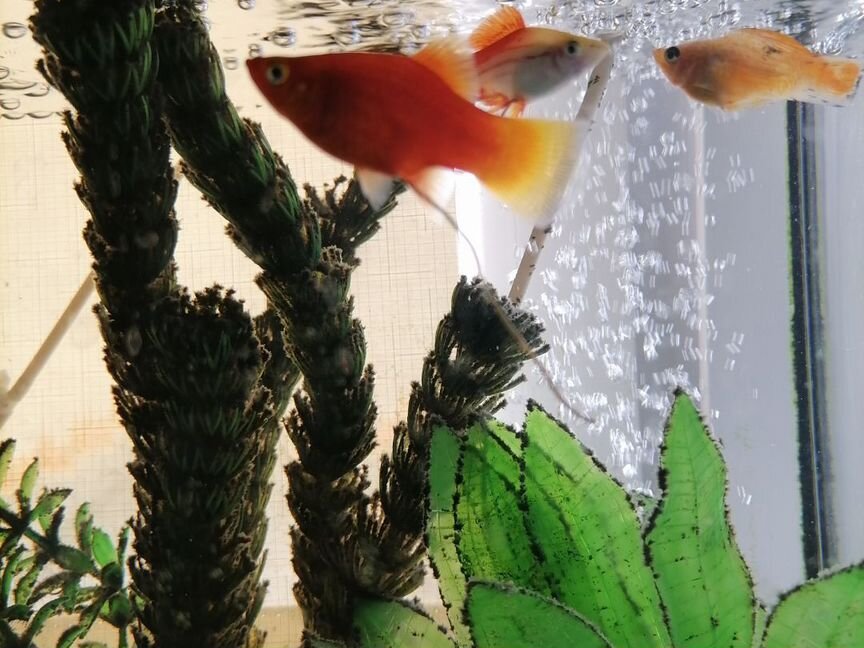 Золотые рыбки