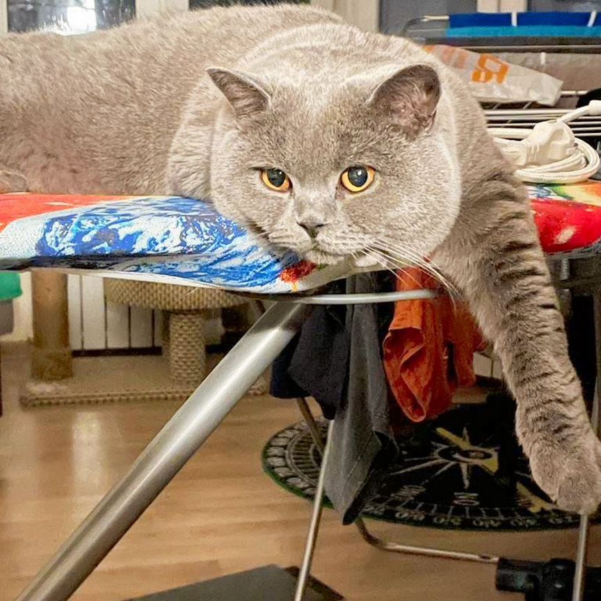 Британский кот