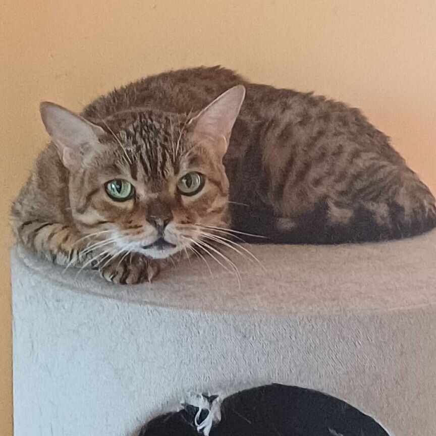 Бенгальская кошечка миу ищет дом