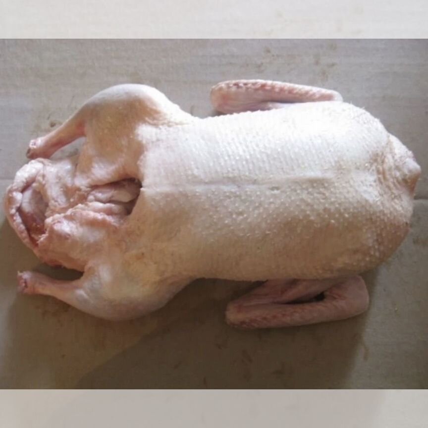 Утка домашняя