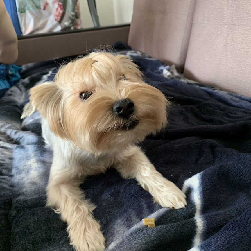 Йорк на вязку