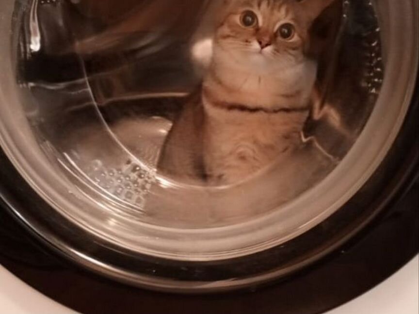Кошка Мося