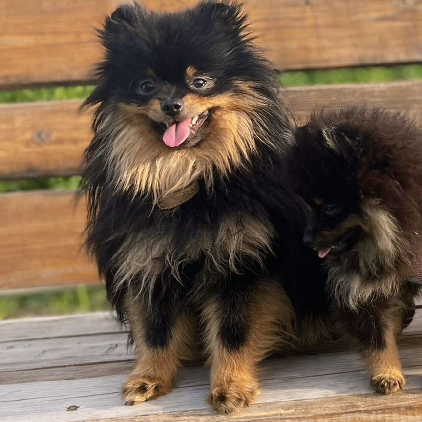 Шпиц девочки