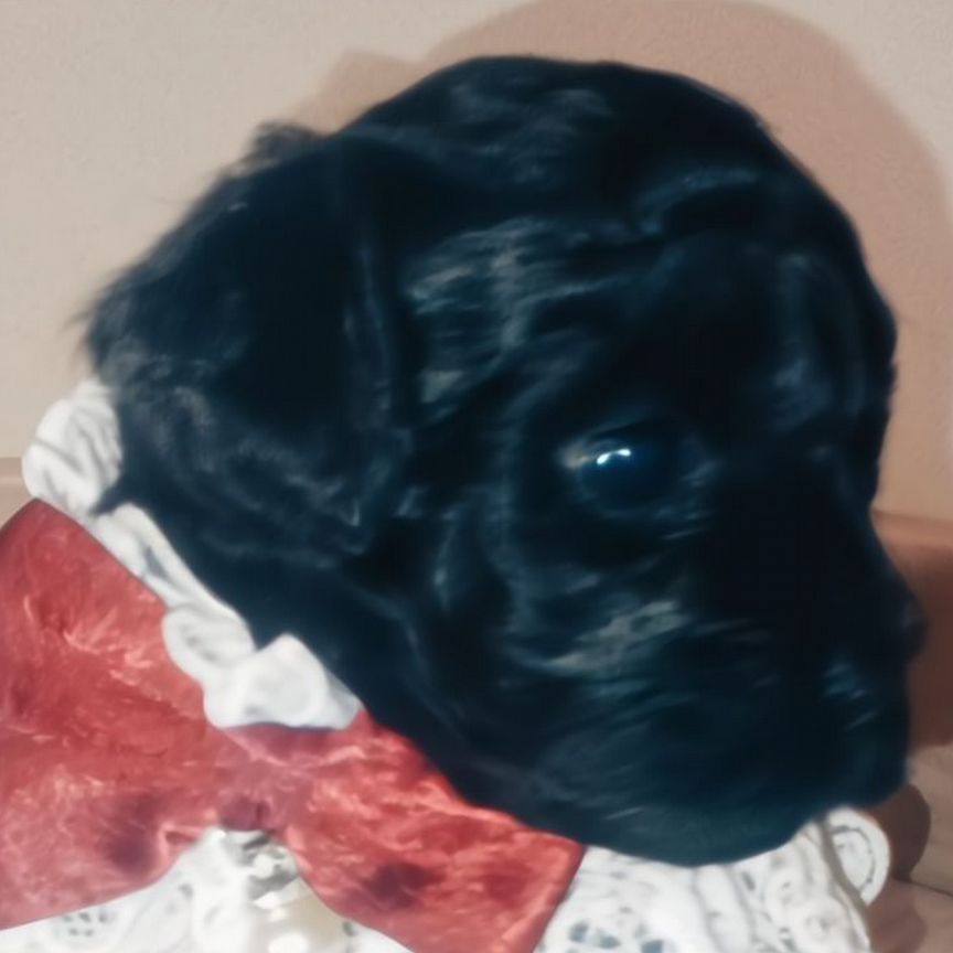 Той-пудель, щенок