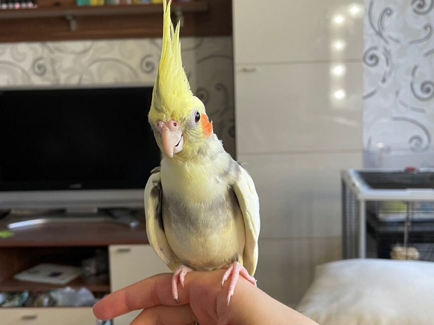 Попугай корелла