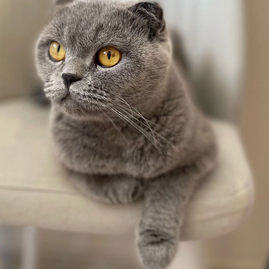 Отдам кошку в добрые руки